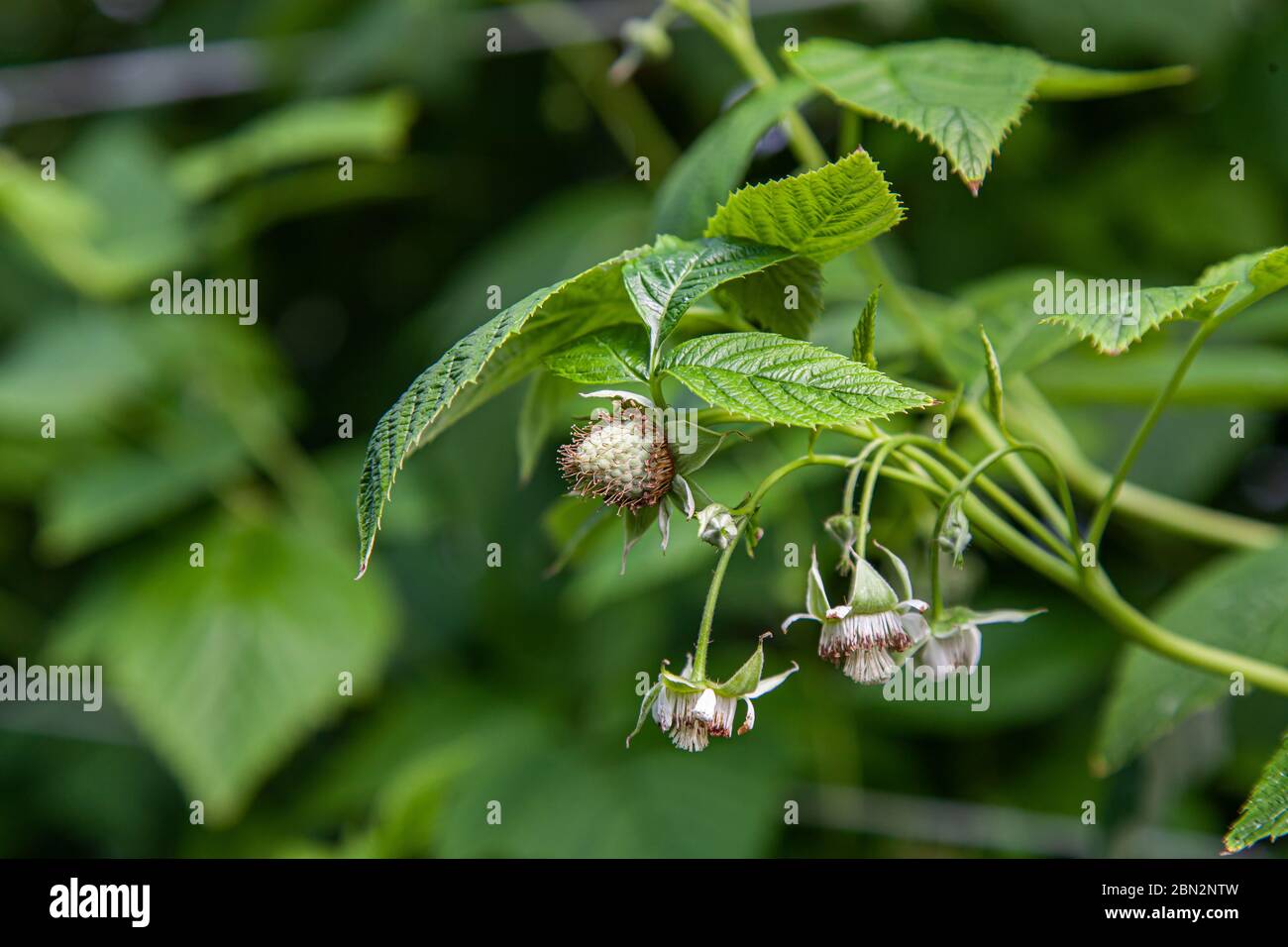 Greenhouse with young raspberry bushes Stock Photo - Alamy