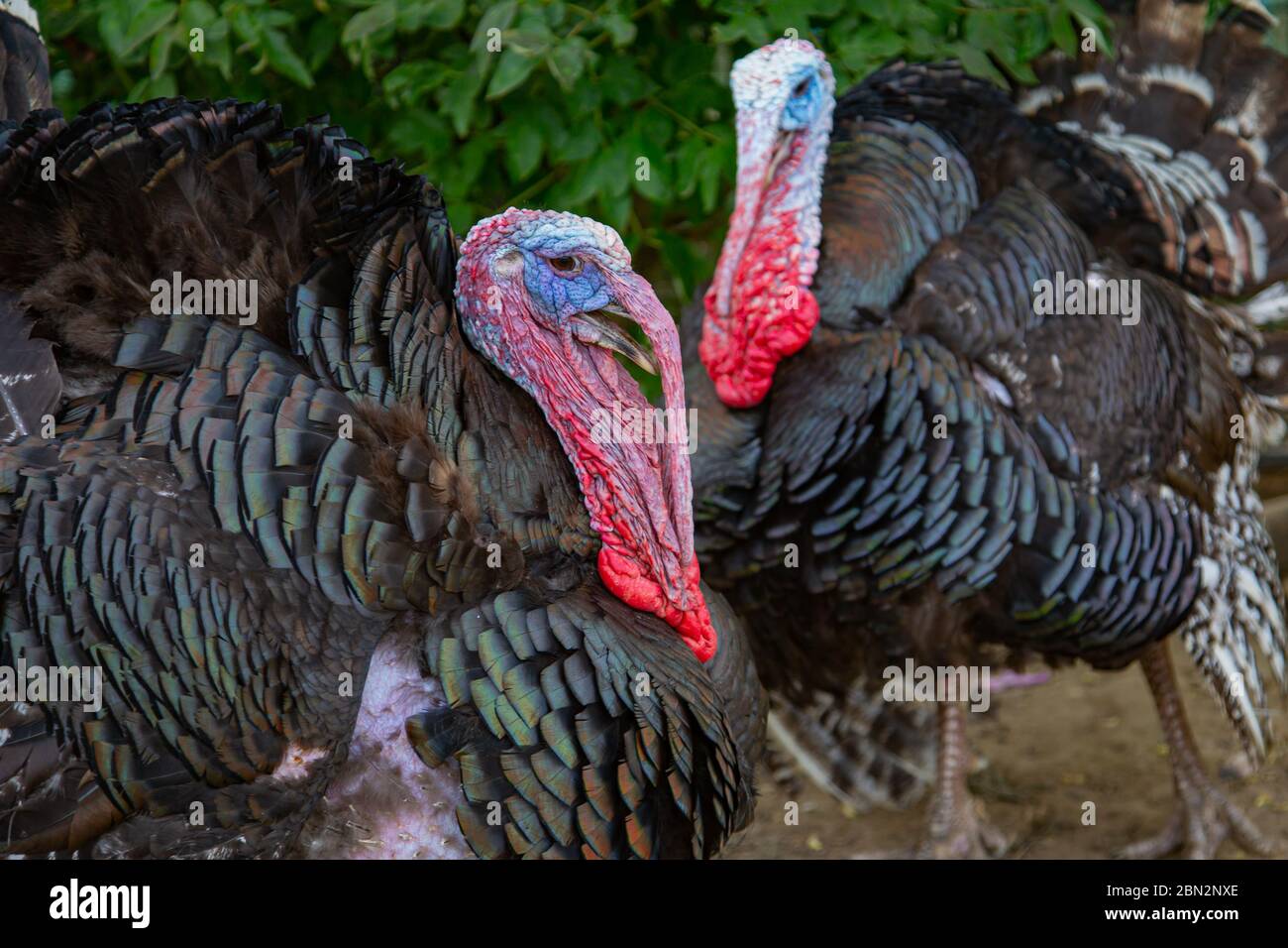 Male turkeys hi-res stock photography and images - Alamy
