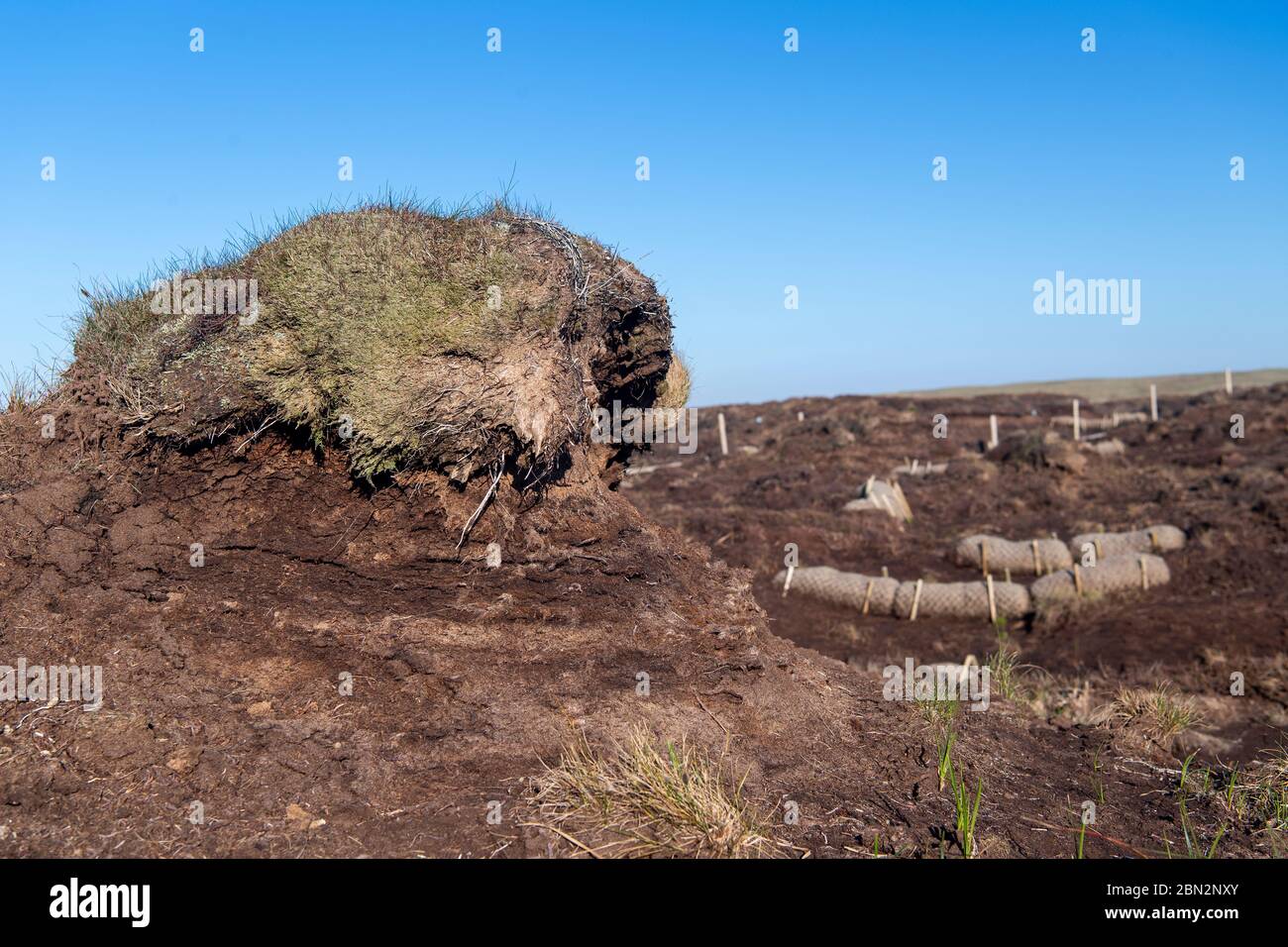 Peat bog restoration program on moorland on Fleet Moss, using coconut ...