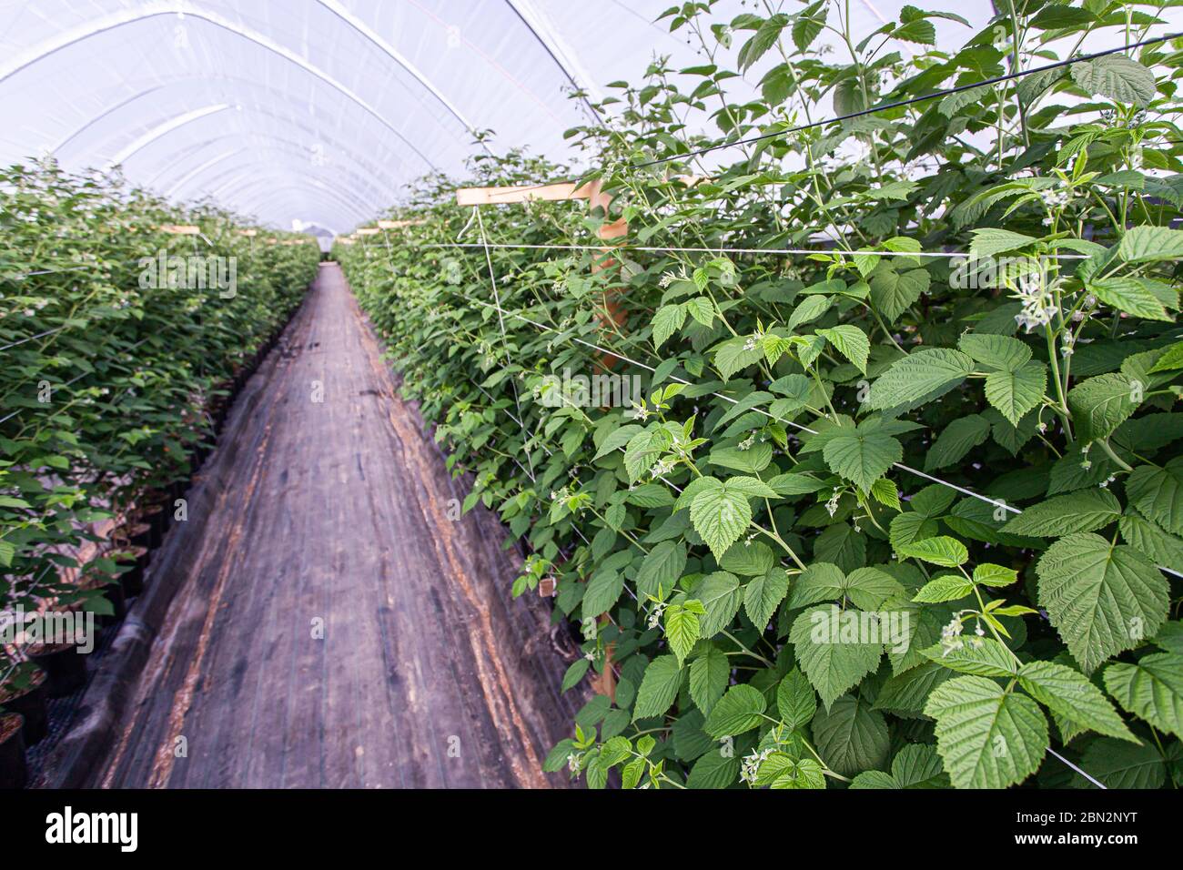Greenhouse with young raspberry bushes Stock Photo - Alamy