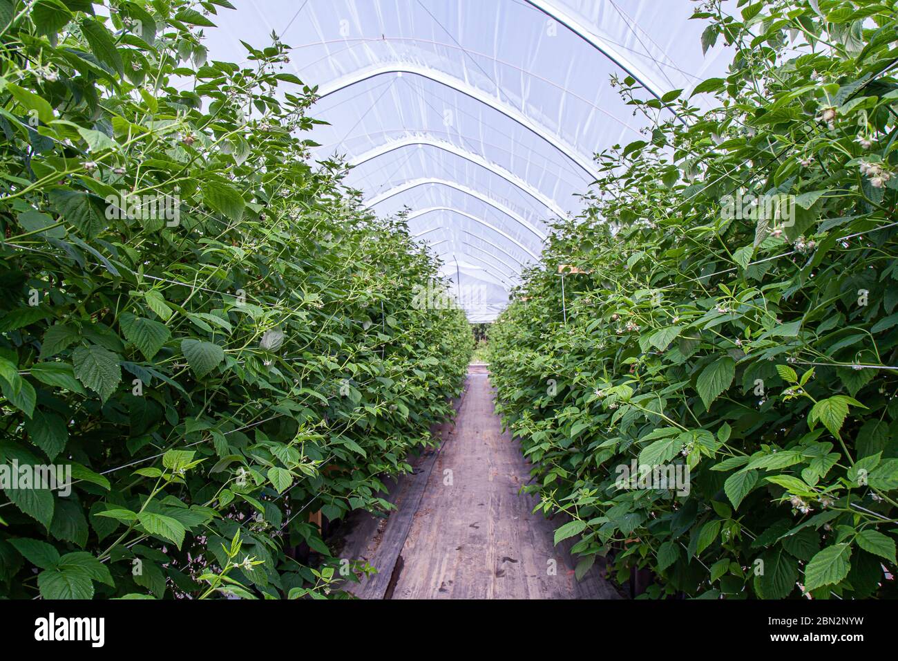 Greenhouse with young raspberry bushes Stock Photo - Alamy
