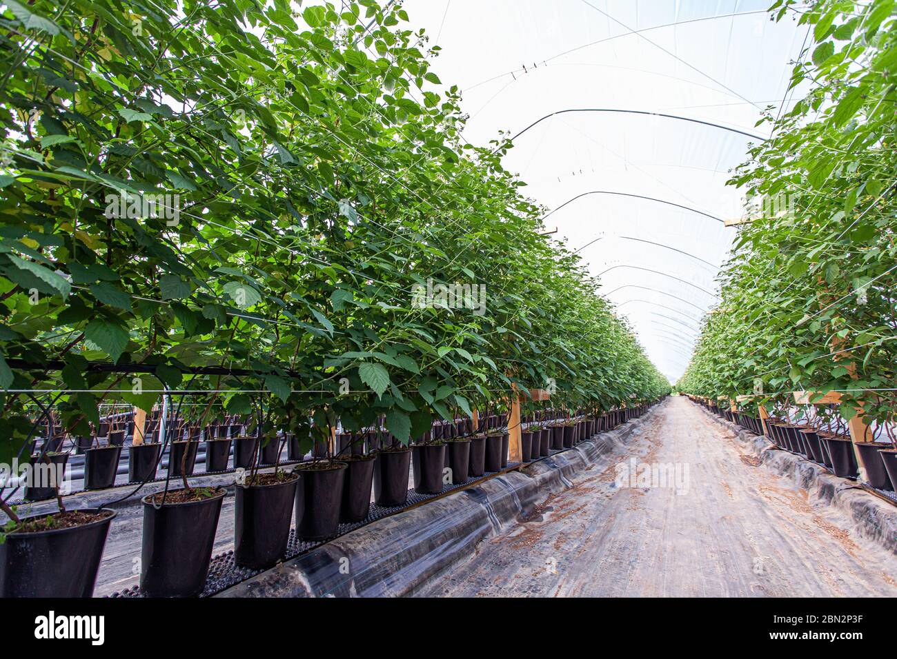 Greenhouse with young raspberry bushes Stock Photo - Alamy