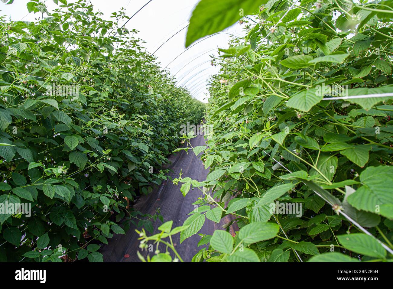 Greenhouse with young raspberry bushes Stock Photo - Alamy