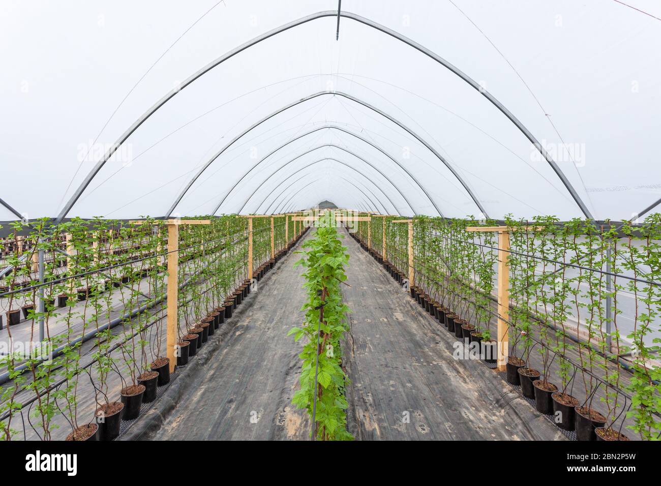 Greenhouse with young raspberry bushes Stock Photo - Alamy