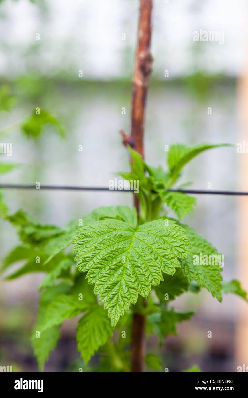 Greenhouse with young raspberry bushes Stock Photo - Alamy