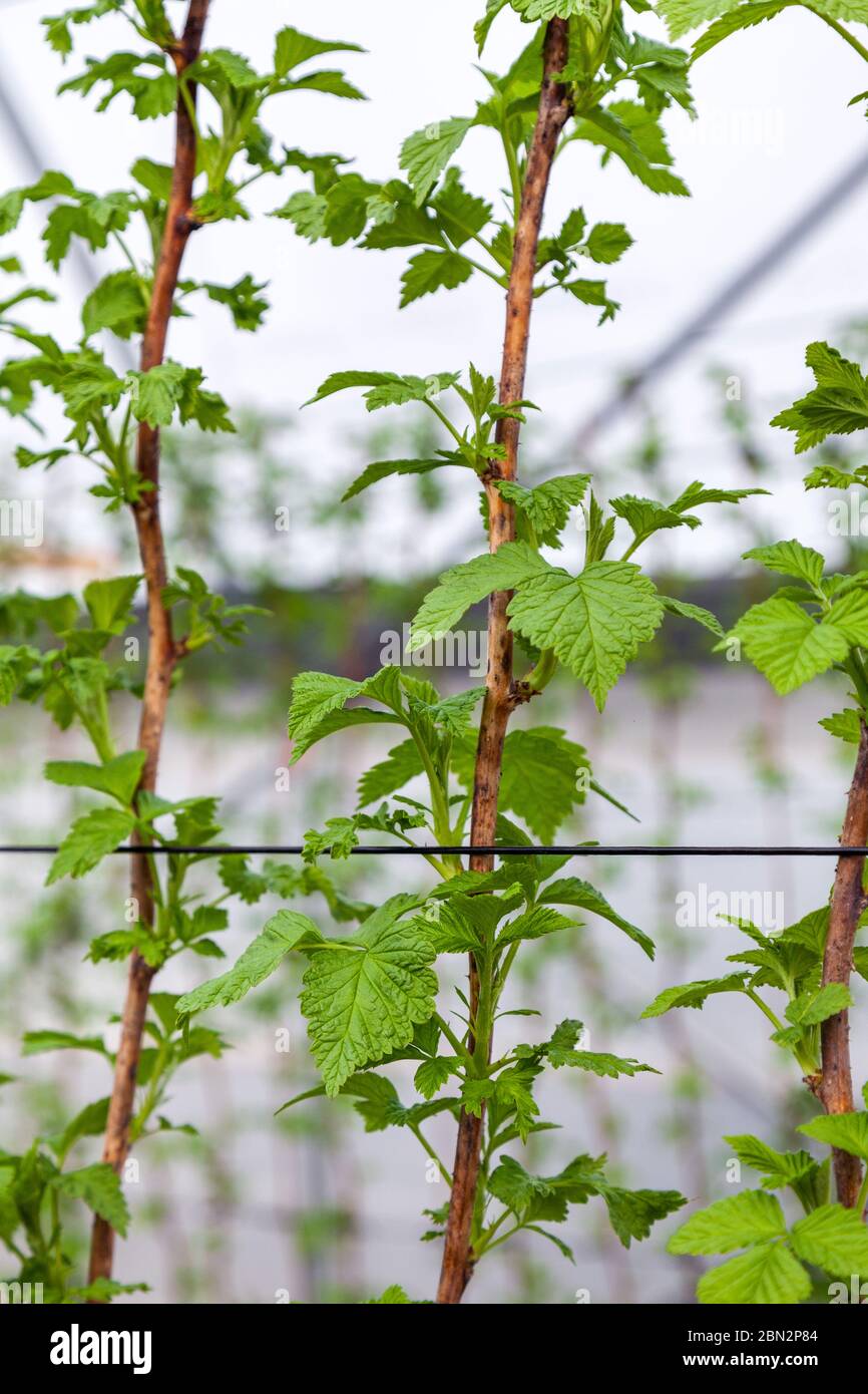 Greenhouse with young raspberry bushes Stock Photo - Alamy