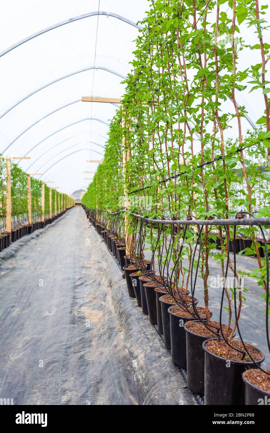 Greenhouse with young raspberry bushes Stock Photo - Alamy