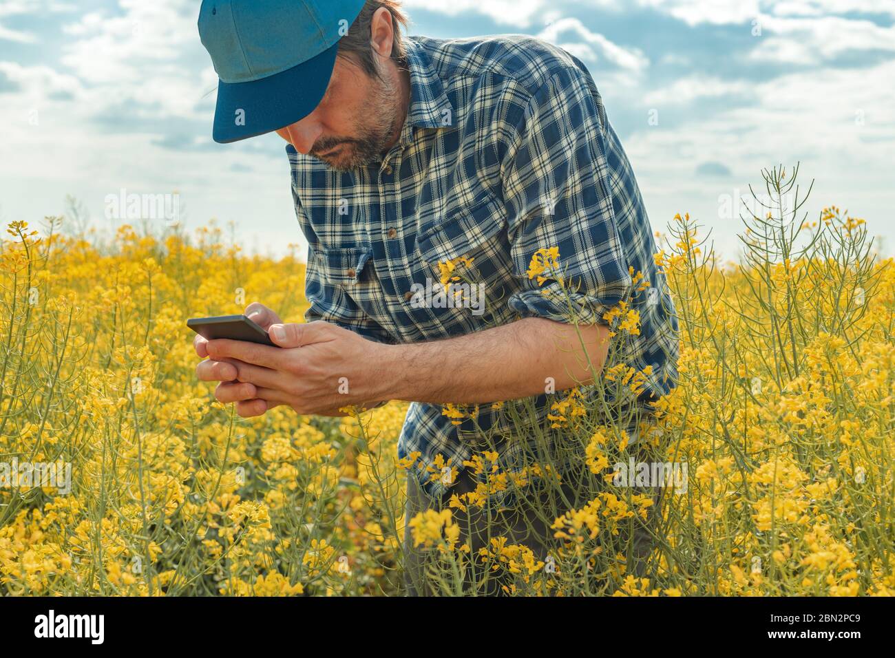 Farmer using smart phone in blooming canola field, male agronomist ...