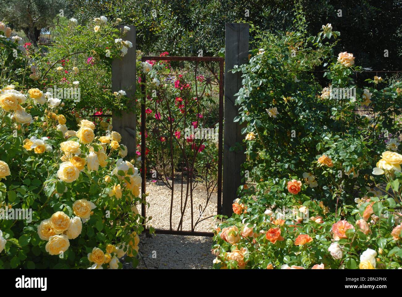 Rusty wrought iron gate in a beautiful rose garden Stock Photo - Alamy
