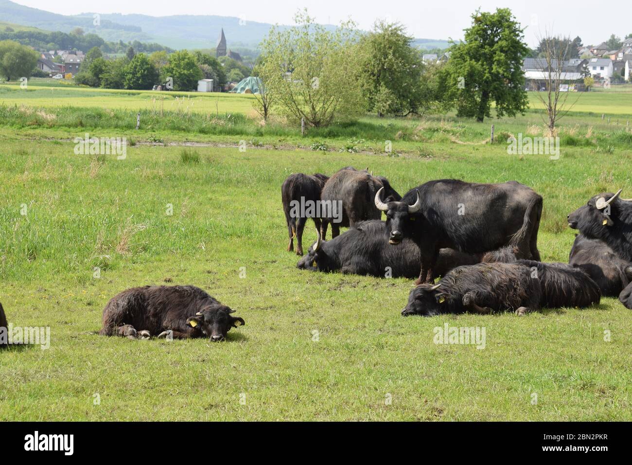 Swampland wild animals in eifel hi-res stock photography and images - Alamy