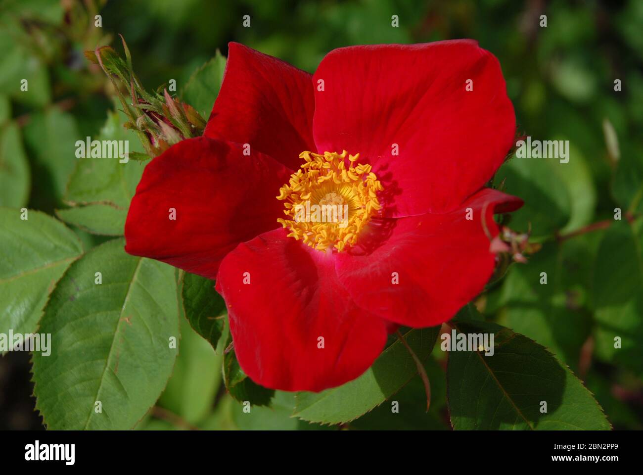 Bright scarlet colour hi-res stock photography and images - Alamy