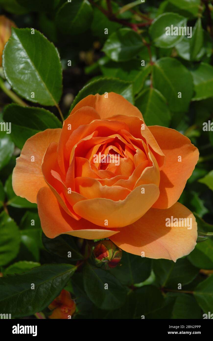 Beautiful apricot coloured flower of the English Shrub Rose, Pat Austin ...