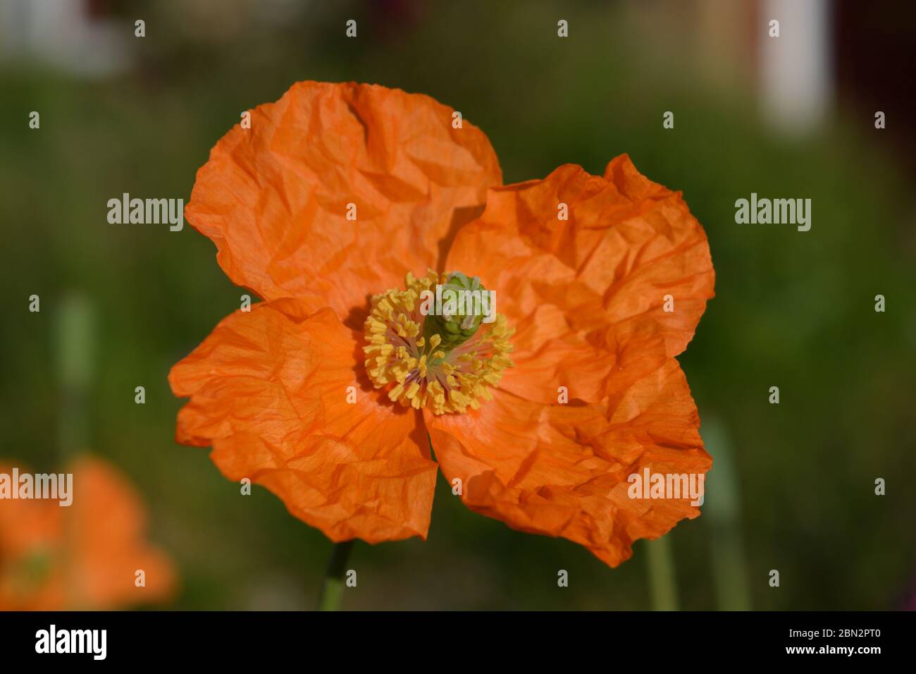 Beautiful orange Spanish poppy, also known as Papaver rupifragum Stock ...