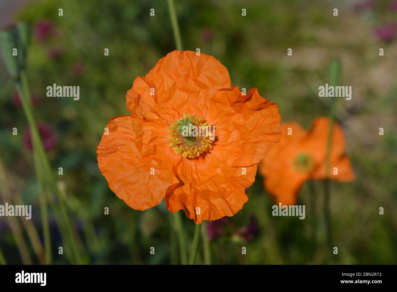 Beautiful orange flowers of Spanish Poppy, also known as Papaver ...