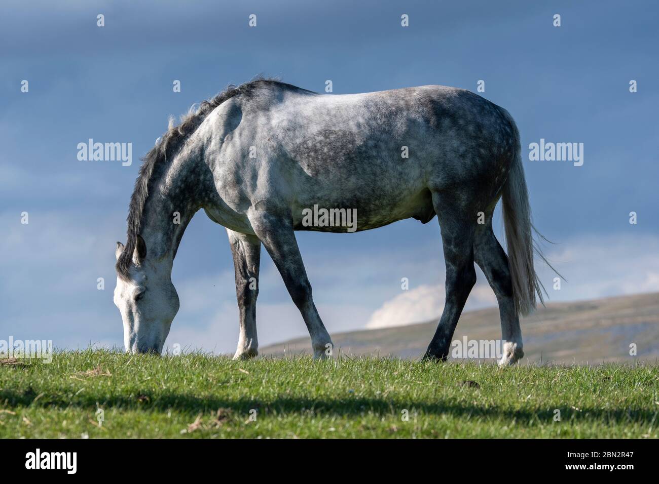Grey thoroughbred horse hi-res stock photography and images - Alamy