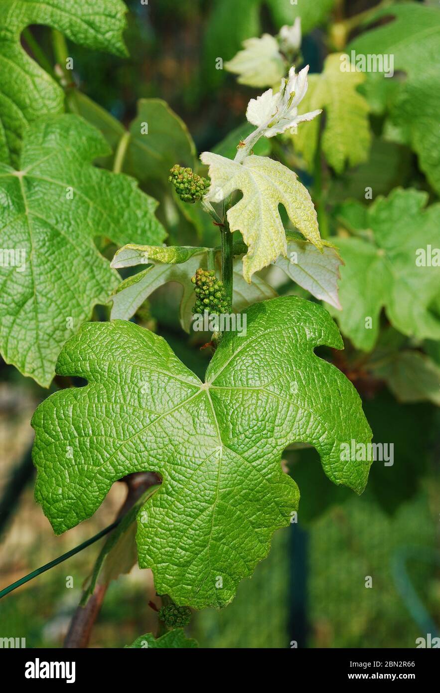 Buds starting to grow hi-res stock photography and images - Alamy