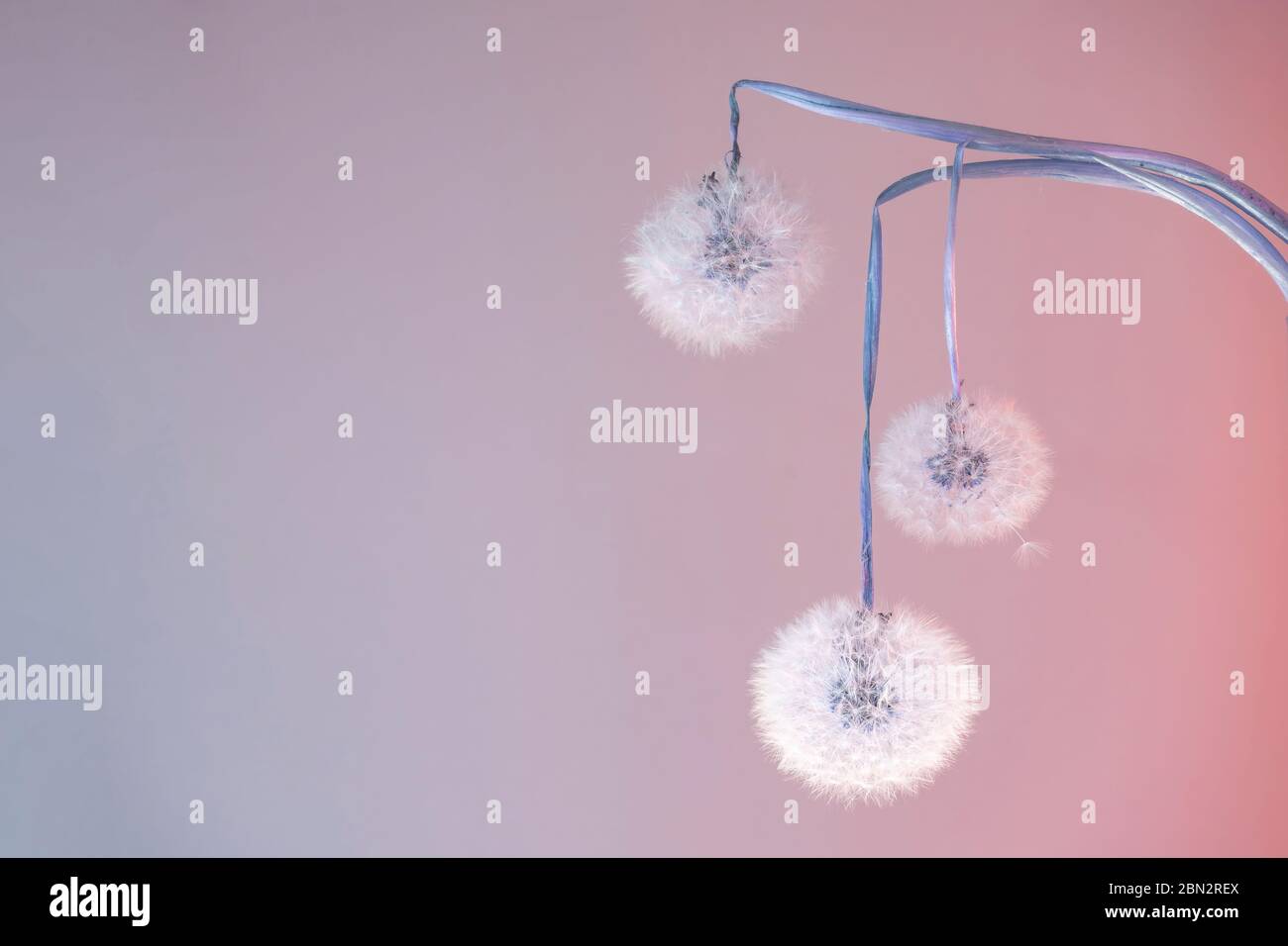 Beautiful three dandelions flower color neon light background pattern ...