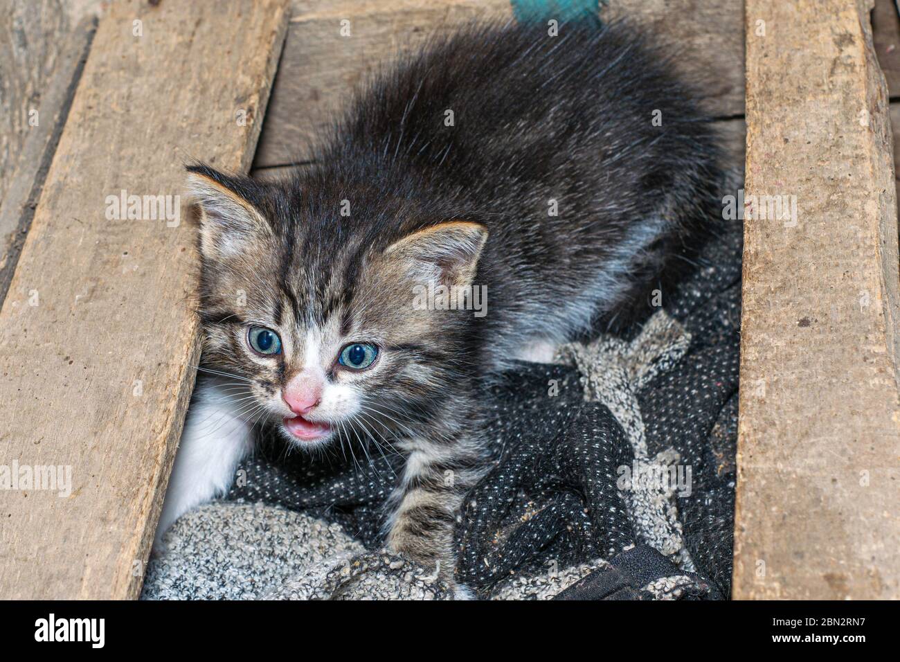 scared gray kitten hiding in a wooden box Stock Photo - Alamy