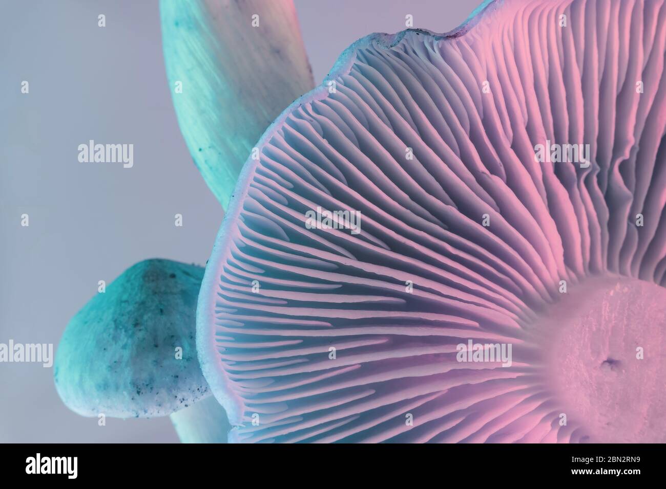 Close up bunch mushrooms color light. Beautiful plant minimal in neon ...