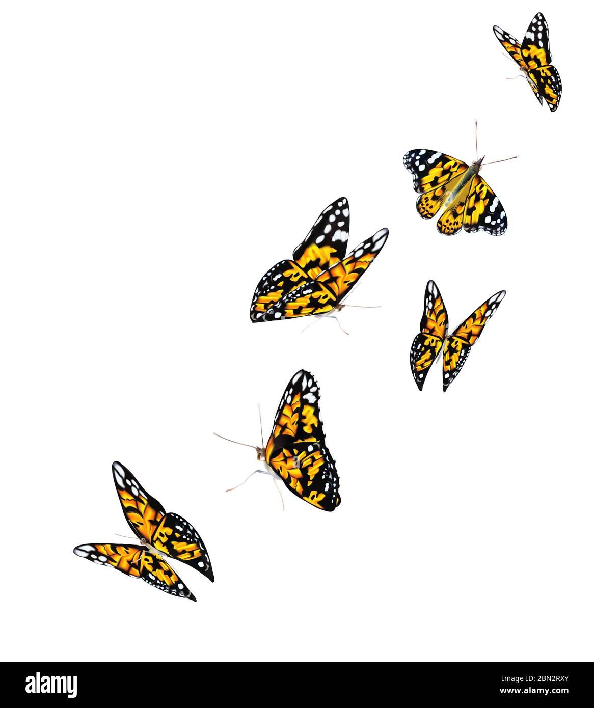 Orange beautiful flying butterflies isolated on white background ...