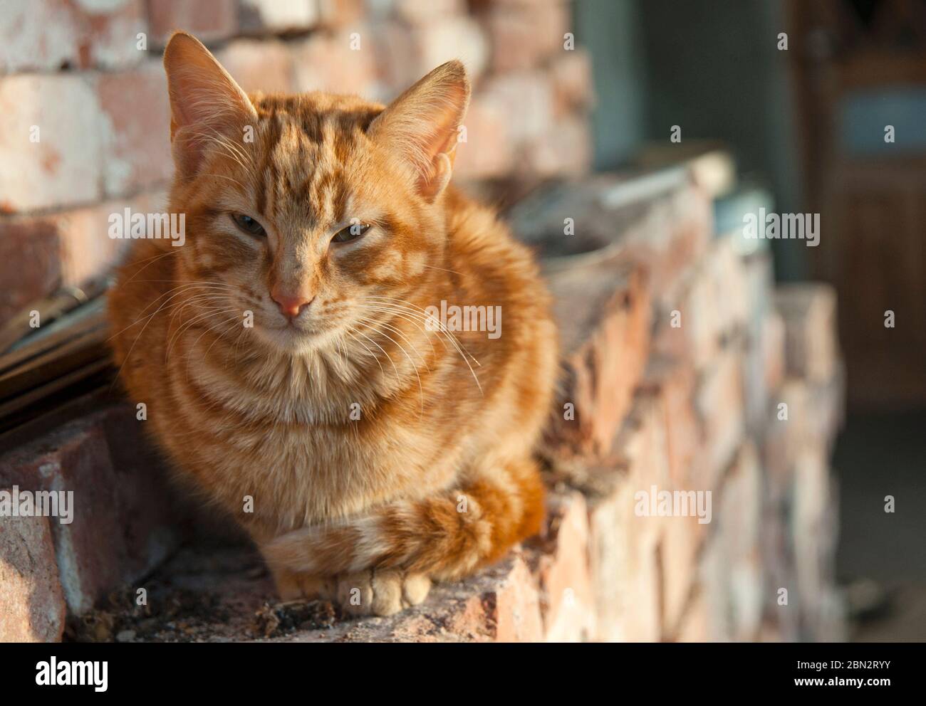 Bricks with watch hi-res stock photography and images - Alamy