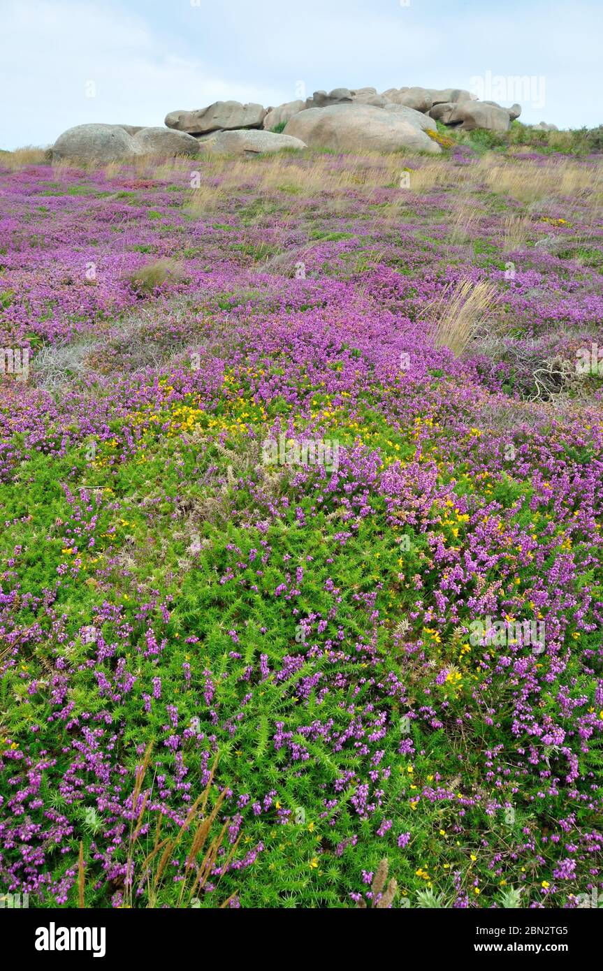 Heather and rock on the pink granite coast in Brittany Stock Photo - Alamy