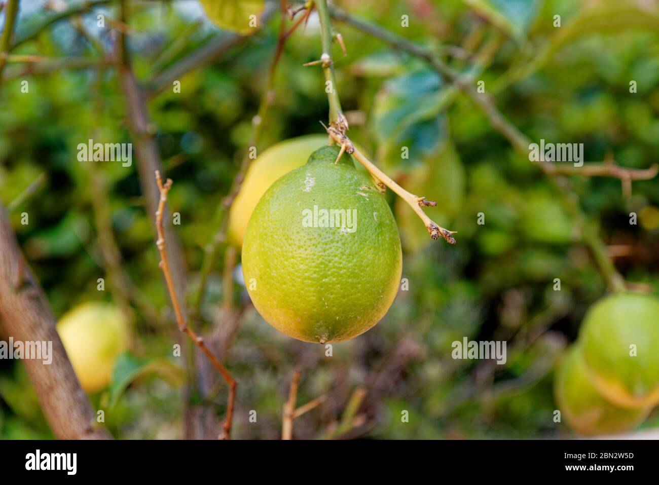 Lemon tree with ripe yellow lemon fruit hanging on a branch among the ...