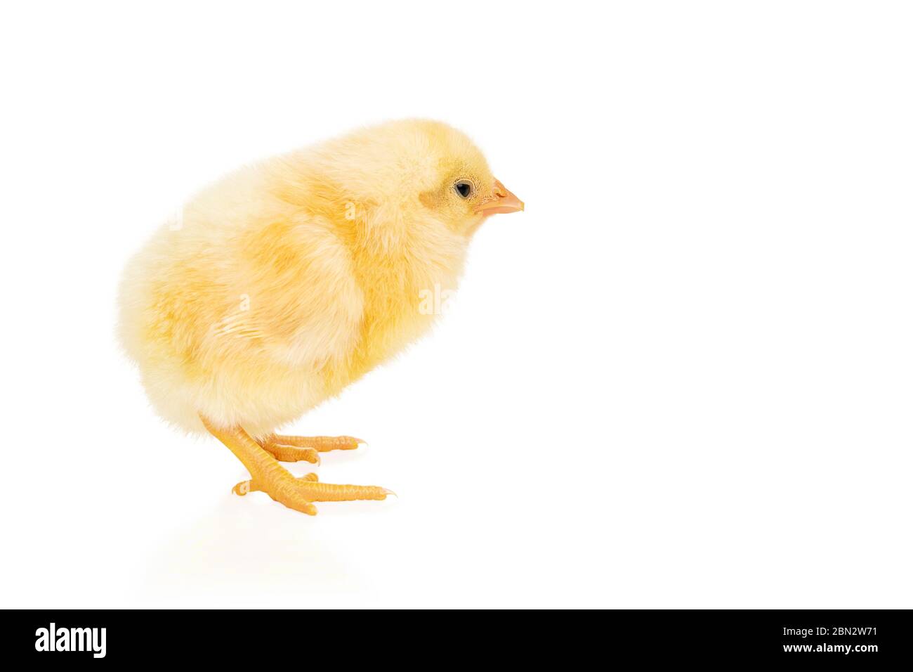 Little beautiful yellow chicken standing sideways isolated on a white ...