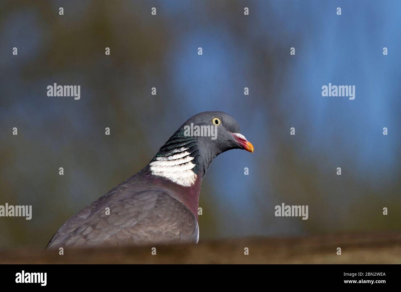 A curious Wood Pigeon watches for any close apprtoach to its nest site ...