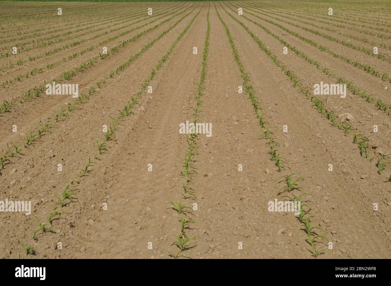 Corn field in Spring in Brittany Stock Photo - Alamy