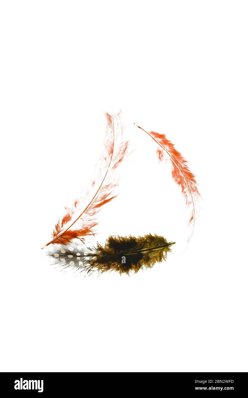 Forming triangle hi-res stock photography and images - Alamy