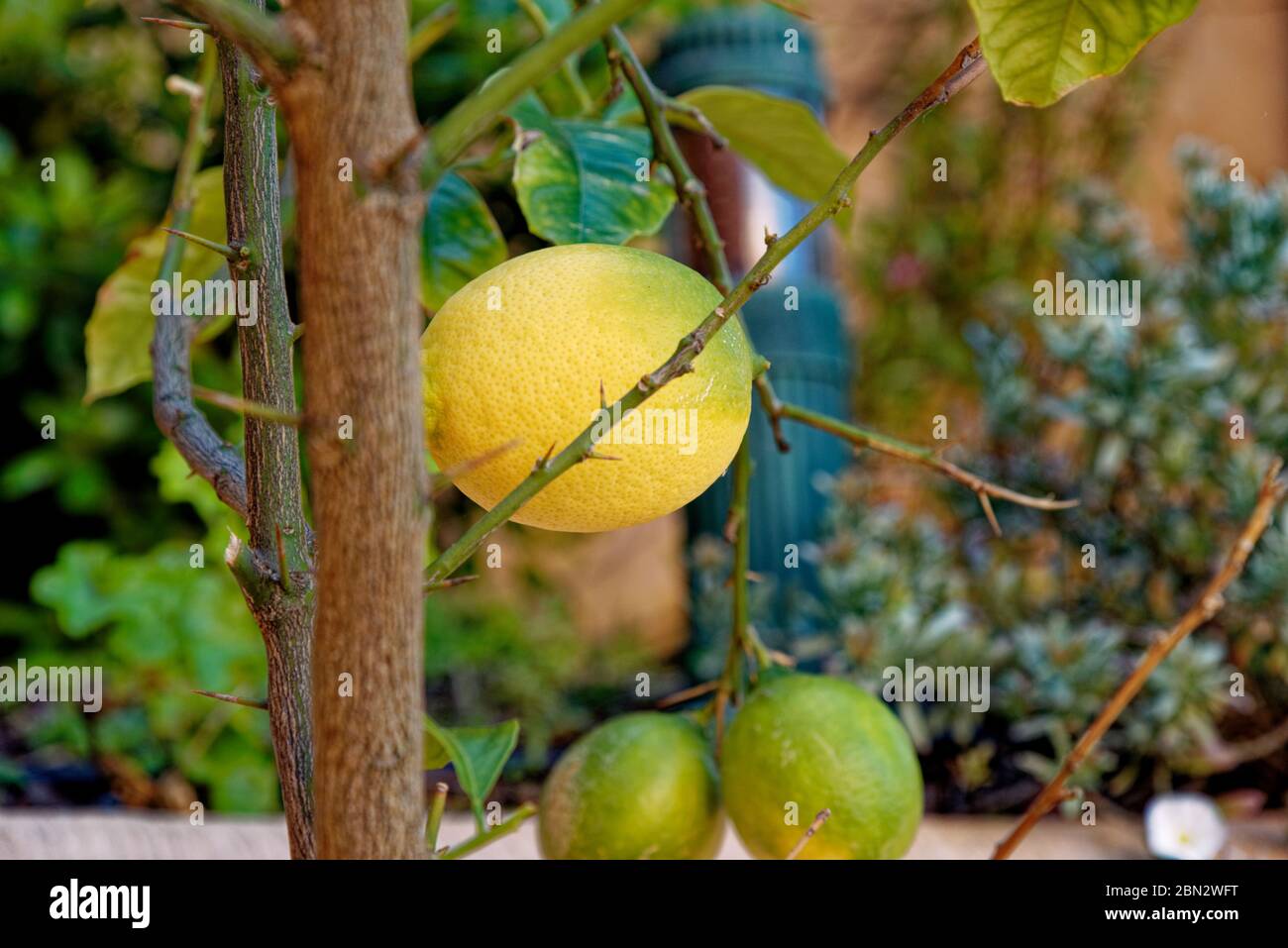 Lemon tree with ripe yellow lemon fruit hanging on a branch among the ...