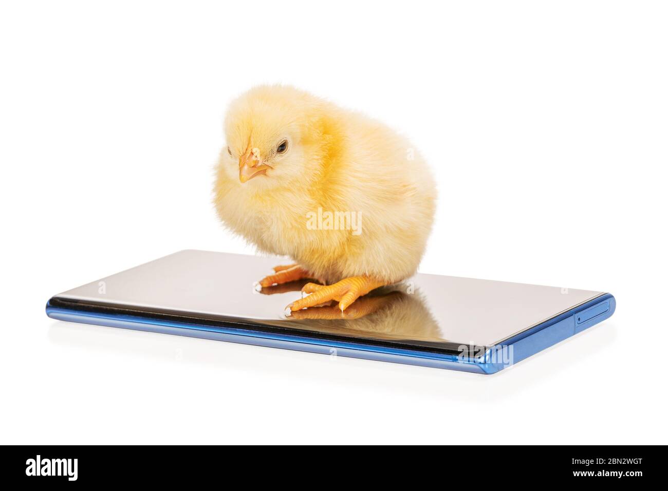 Little beautiful yellow chicken sits on a modern smartphone. Isolated ...