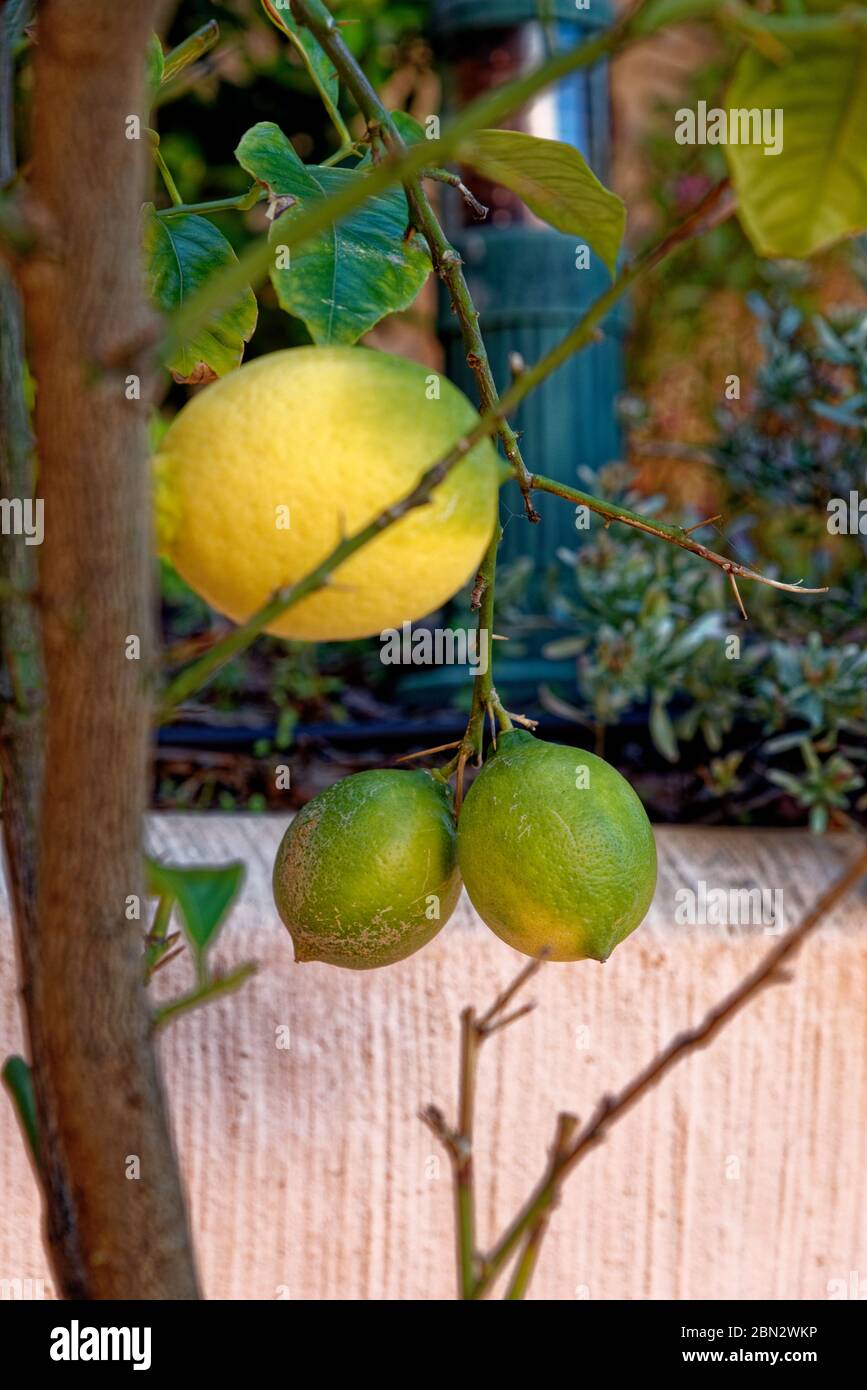 Lemon tree with ripe yellow lemon fruit hanging on a branch among the ...