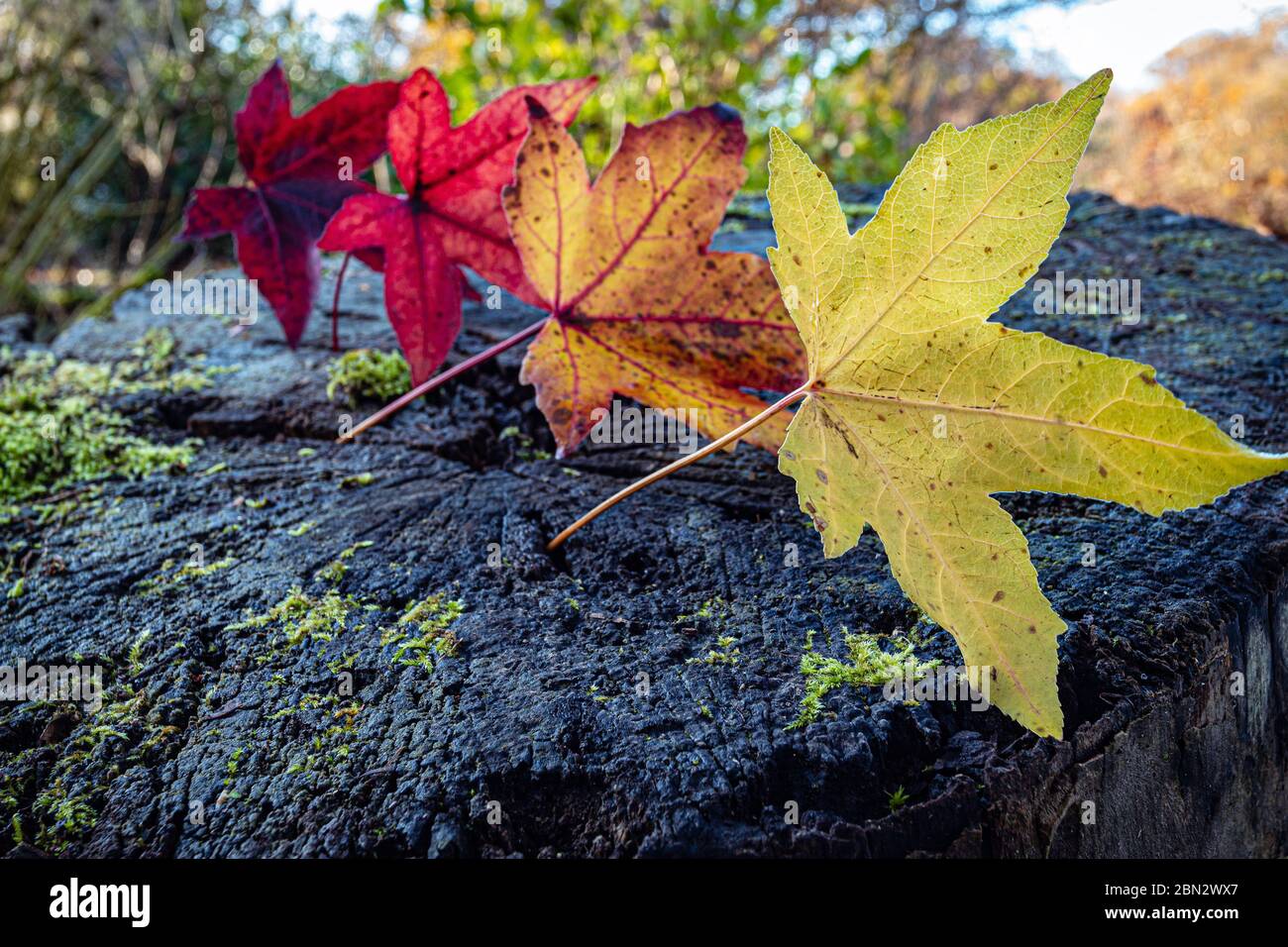 Beautiful picture autumn nature hi-res stock photography and images - Alamy