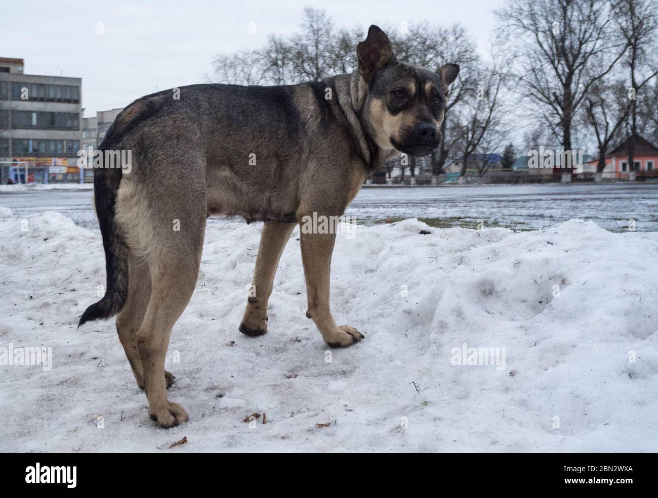 A gray stray dog stands on a snow Bank Stock Photo - Alamy