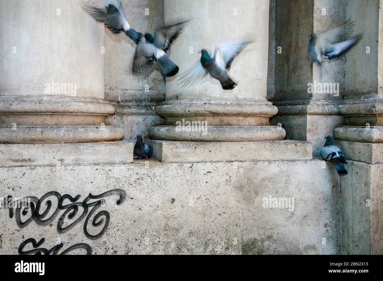 Chase pigeons hi-res stock photography and images - Alamy
