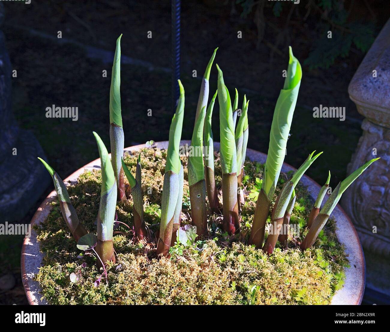 Hosta Plant New Shoots in Spring Stock Photo - Alamy