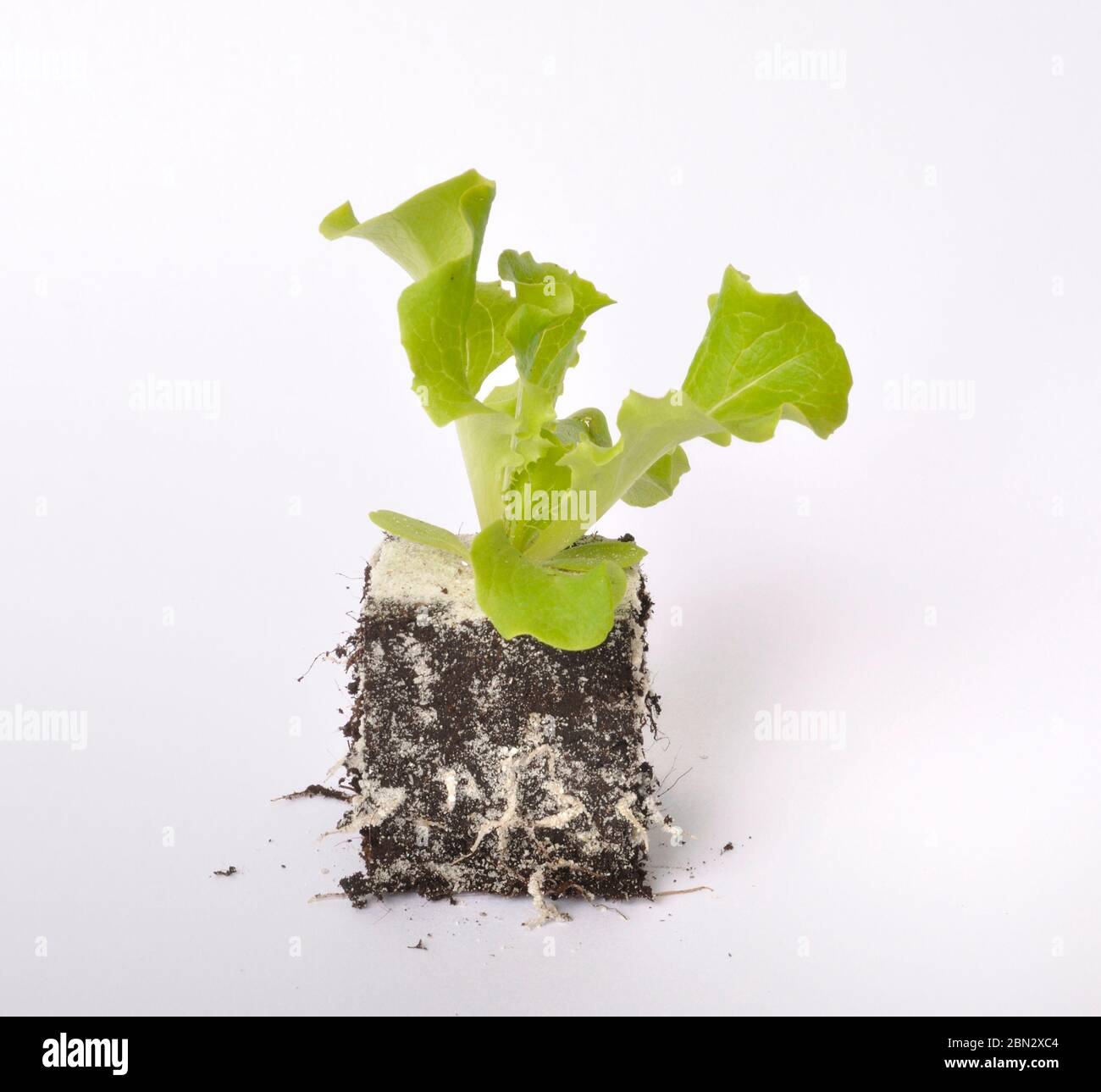 Batavia salad plants Stock Photo - Alamy