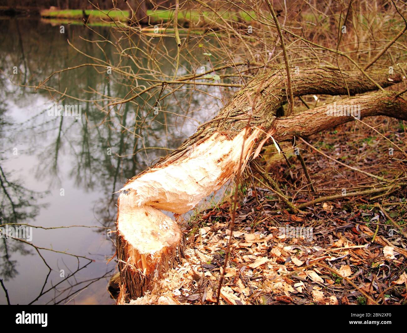 Beaver damage to a tree on a river bank, Nuremberg, Germany, 2019 Stock ...