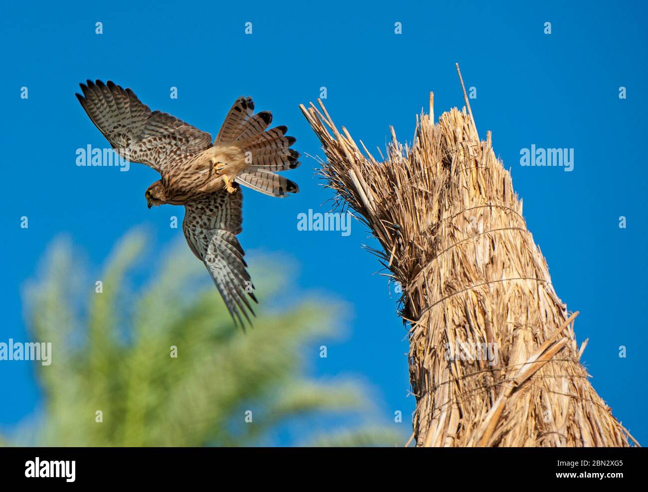 Taking off from perch hi-res stock photography and images - Alamy