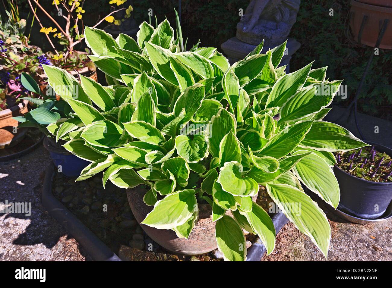Hosta undulata var albomarginata plant in a pot Stock Photo - Alamy