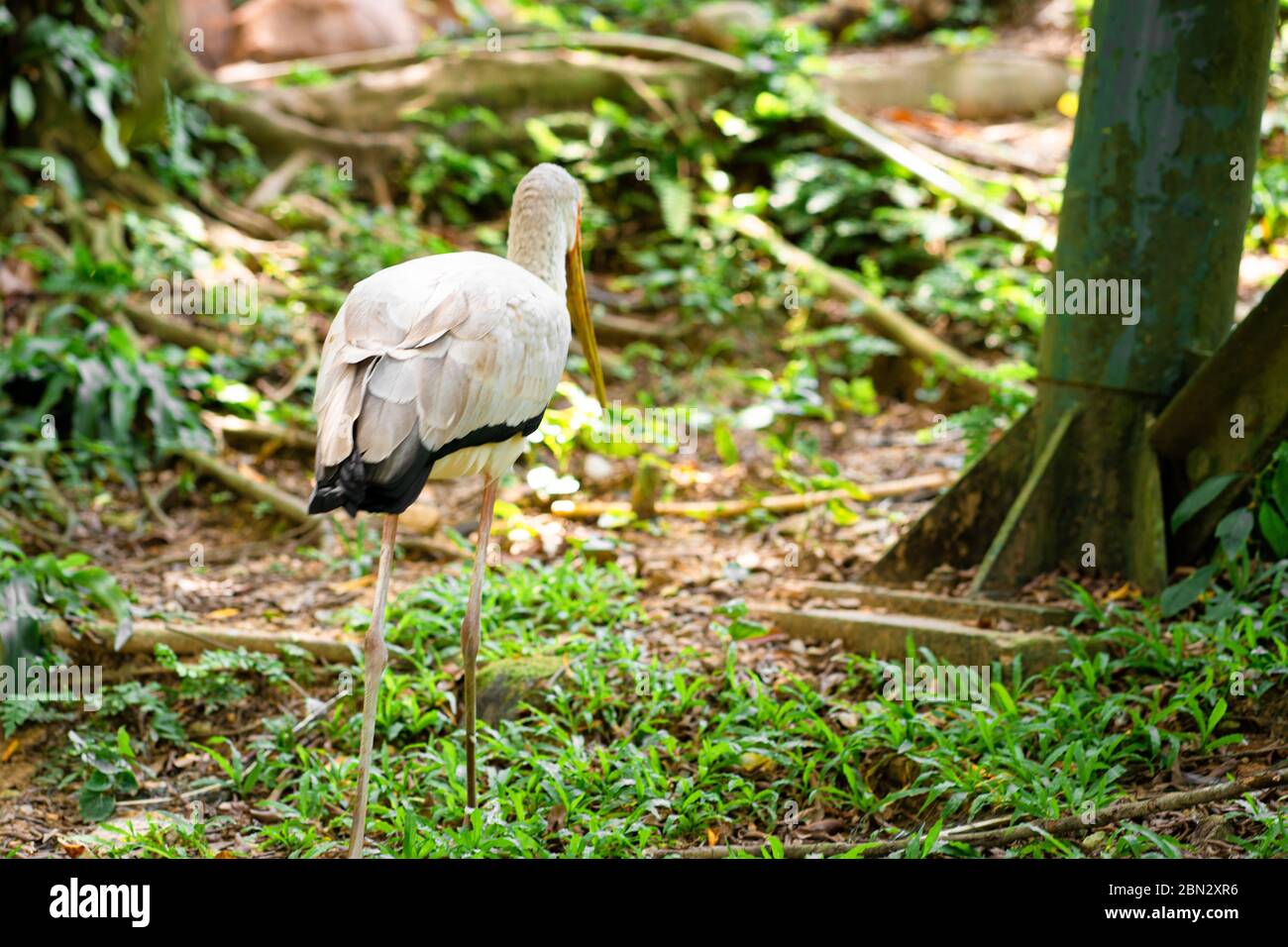 Milk stork walks in the park. Beauty of nature. Bird watching Stock Photo - Alamy