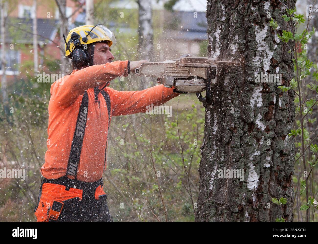 CHAIN SAW OPERATOR felling tree in garden Stock Photo - Alamy