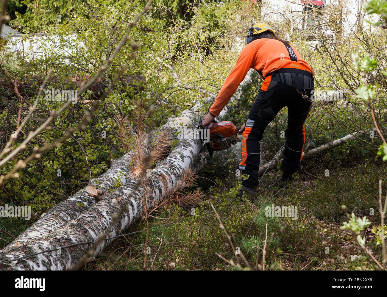 CHAIN SAW OPERATOR felling tree in garden Stock Photo - Alamy