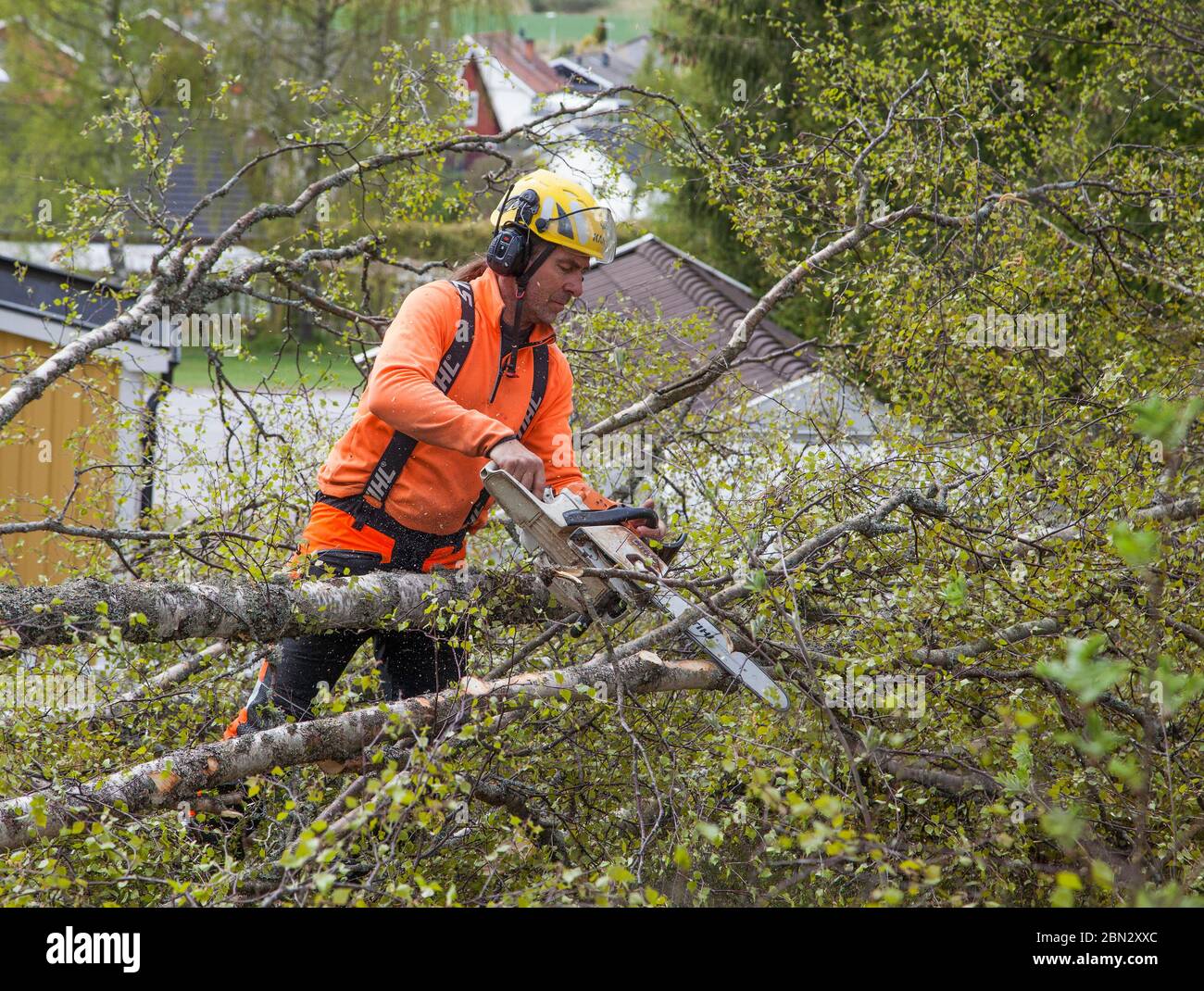 CHAIN SAW OPERATOR felling tree in garden Stock Photo - Alamy