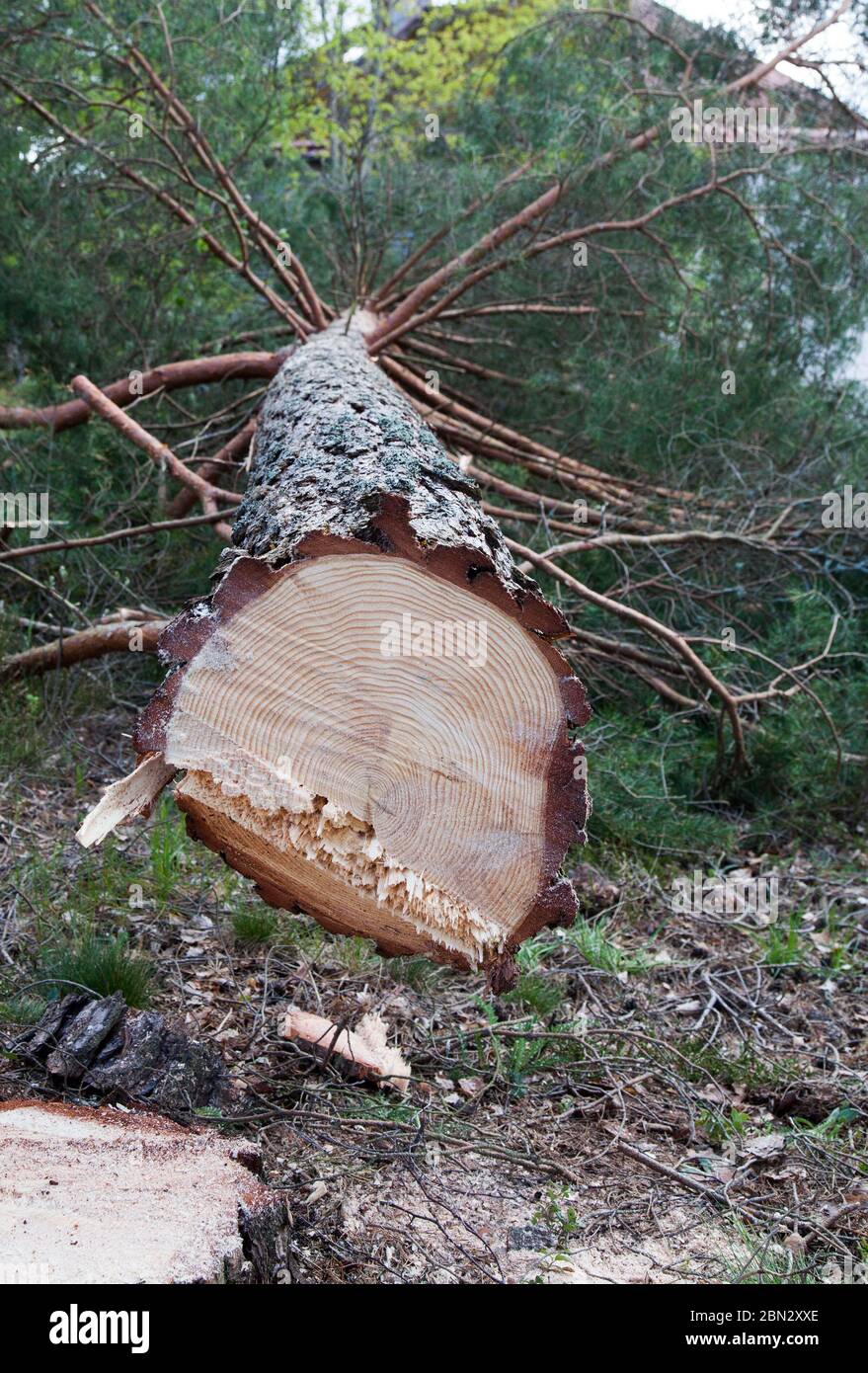 Wood felling hi-res stock photography and images - Alamy