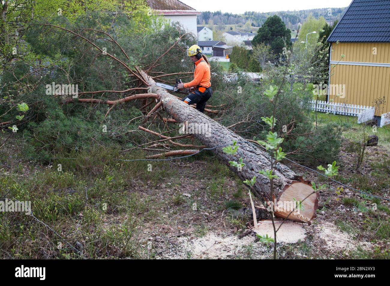 CHAIN SAW OPERATOR felling tree in garden Stock Photo - Alamy