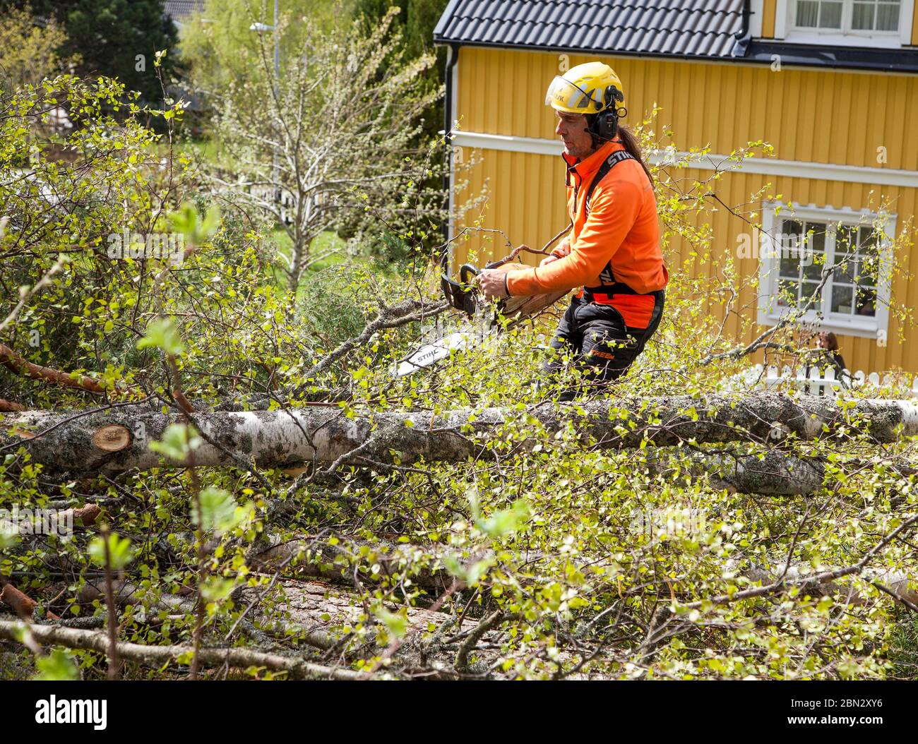CHAIN SAW OPERATOR felling tree in garden Stock Photo - Alamy