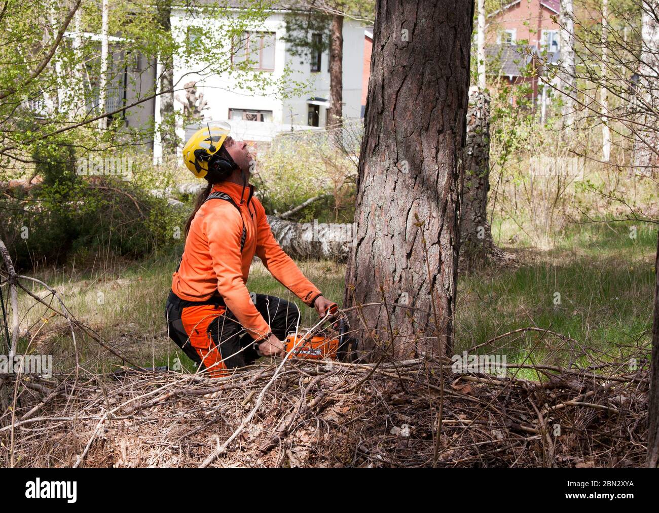 CHAIN SAW OPERATOR felling tree in garden Stock Photo - Alamy
